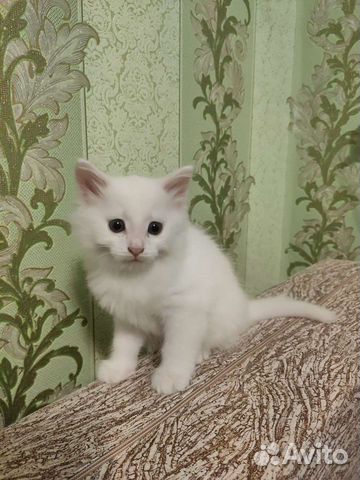 Белоснежный котёнок в добрые руки