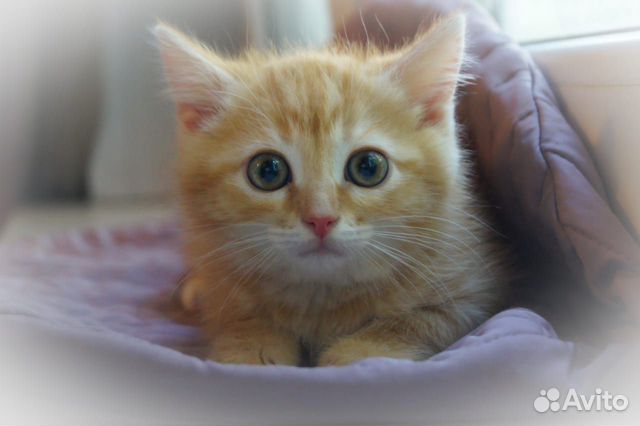 Котёнок Амур, полтора месяца, в добрые руки