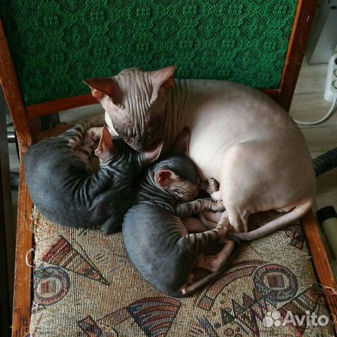 Донской сфинкс 2 кота и одна кошечка