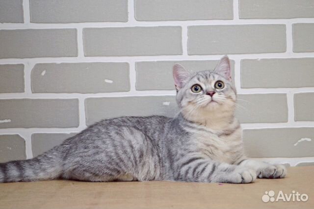 Британский котенок