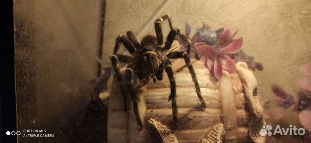 Продам паука Acanthoscurria geniculata