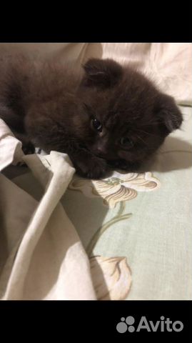 Котенкок