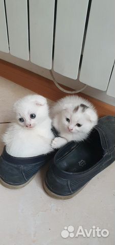 Вислоухие котята
