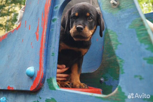 Ротвейлер неповторимой красоты