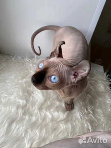 Канадский сфинкс