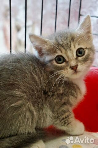 Котенок девочка бесплатно