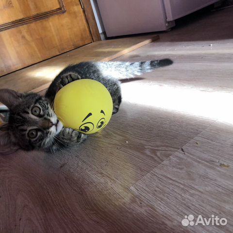 Котенок в добрые руки