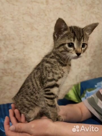 Котята редкой благородной породы