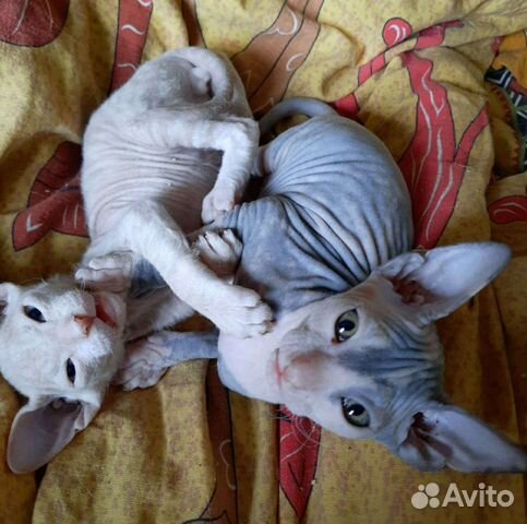 Кошки