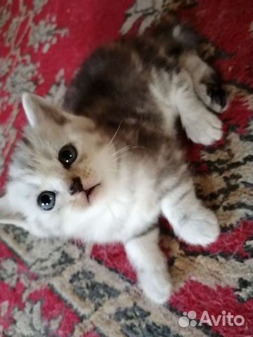 Котята