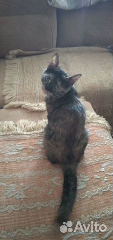 Кошкечка-подросток