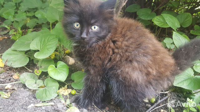 Котята в добрые руки бесплатно