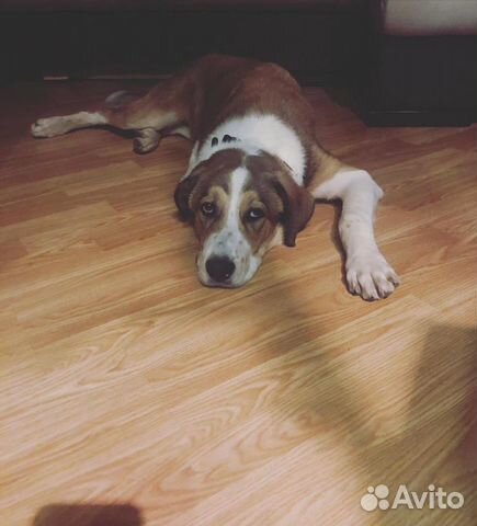 Щенок сао+лабрадор 9 месяцев бесплатно