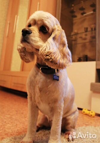 Американский Кокер Спаниель