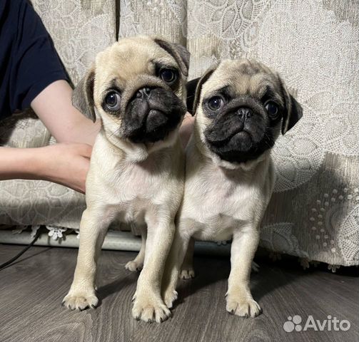Мопсики