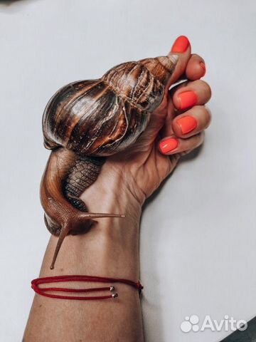 Ахатинские улитки