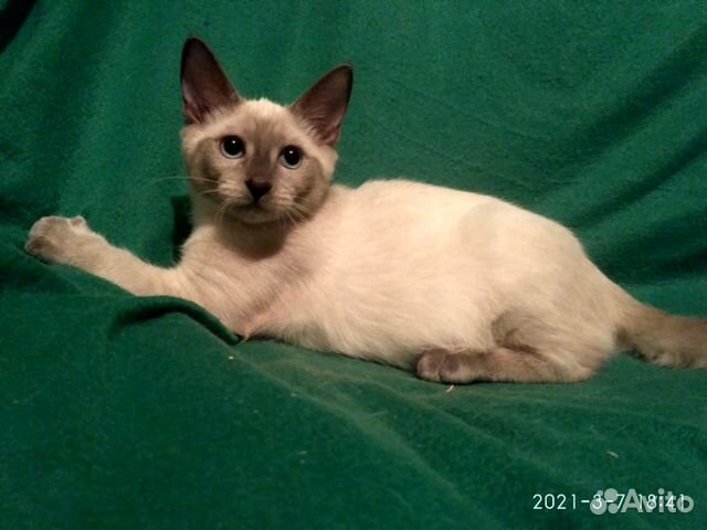 Красивый котенок Марсель