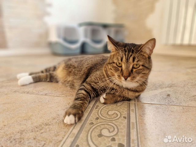 Кот Иван, кастрирован и привит. Готов стать вашим