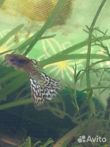 Рыба гуппи тигровые,меченосцы