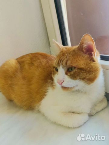 Замечательный кот Виктор