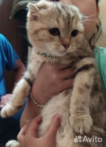 Отдадим кошечку (вислоухая шотландка)