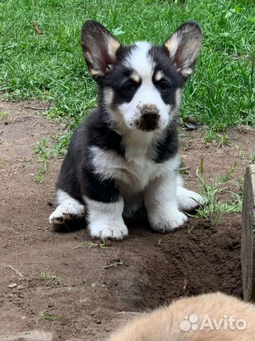 Щенки вельш-корги пемброк РКФ 2,5 мес