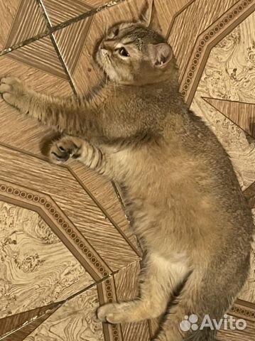 Кошка золотая шиншилла