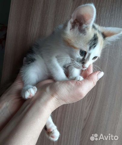 Котёнок, котята малышка 1,5 мес в добрые руки