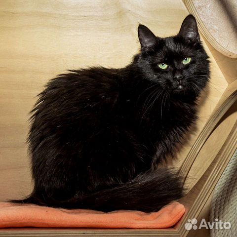 Настрадалась. Кошка Графиня в добрые руки