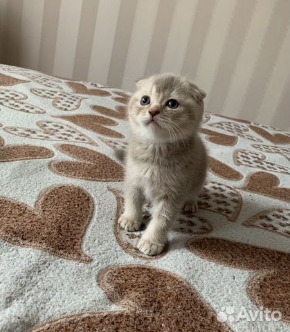 Шотландская
