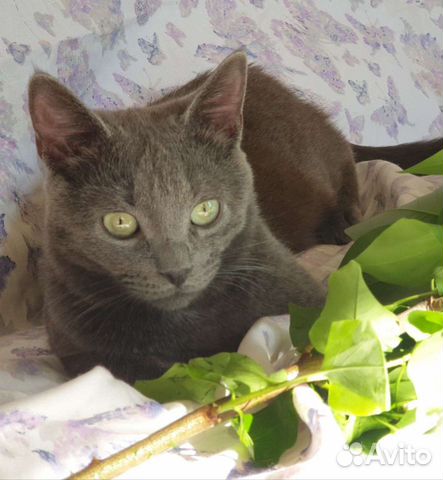 Зеленоглазое Чудо - Кот