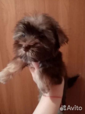 Шоколадная девочка