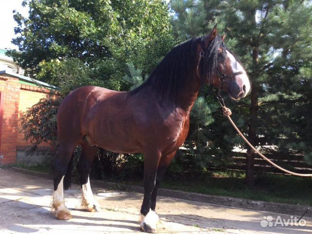 Продаю жеребца Владимирской породы