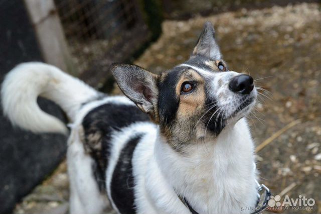 Пес в любящую семью