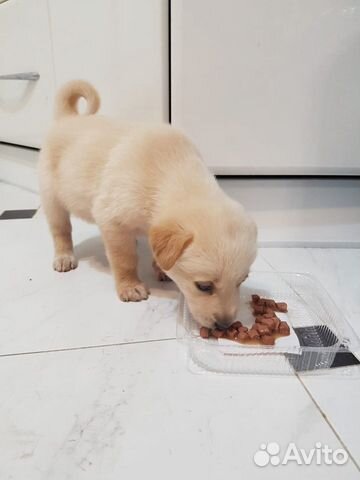 Отдам в добрые руки щенка