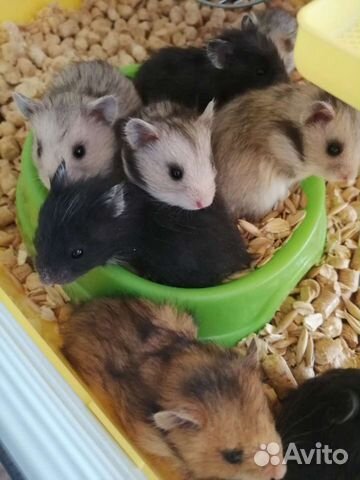 Сирийские хомячки
