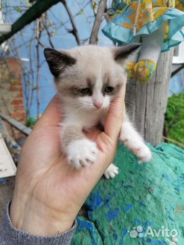 Кошка в дар