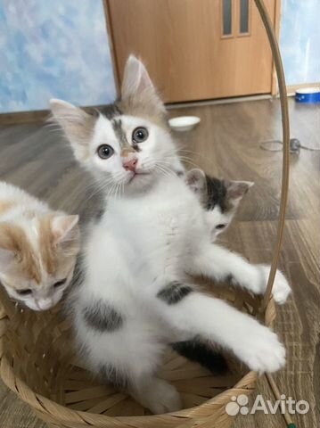 Самый нежный малыш