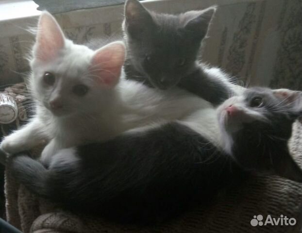 Котята 2,5 мес