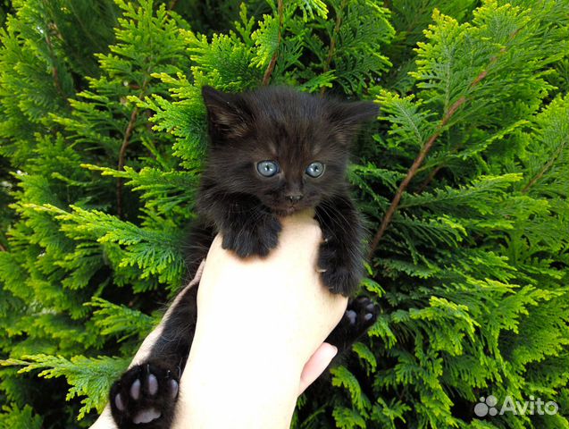 Британский мраморный черный котенок