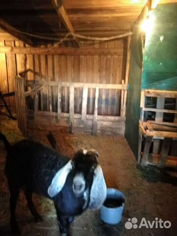 Козел нубийской породы 1 г без документов