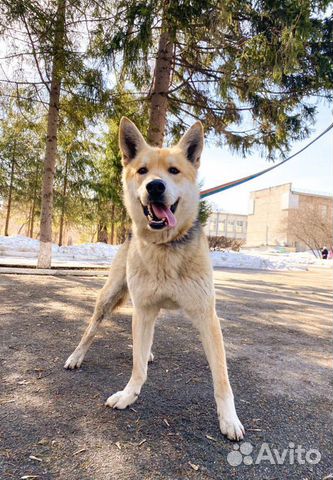 Майк ищет заботливых хозяеев