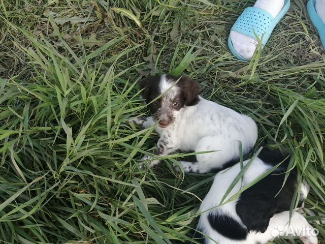 Английский спрингер спаниель