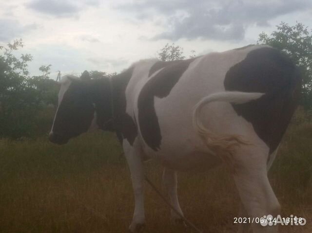 Телки стельная