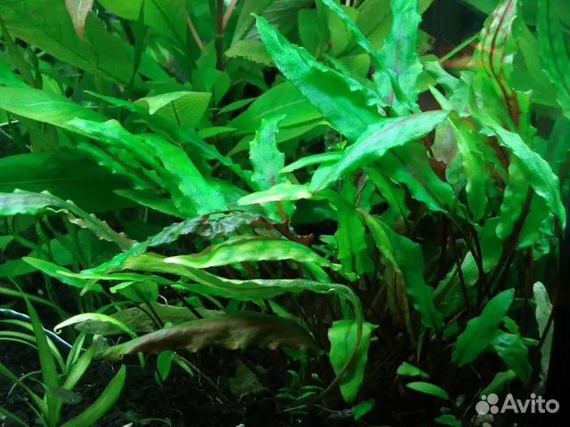 Криптокорина вендта зеленая