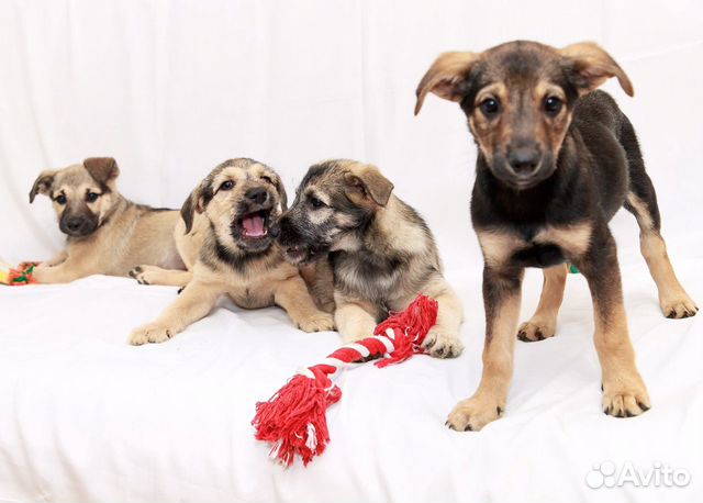 Щенки бесплатно