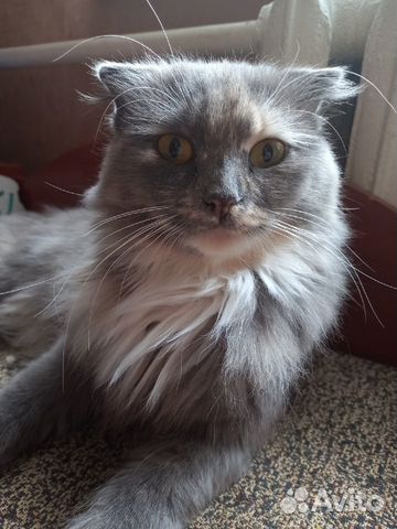 Милая красавица ждет хозяина