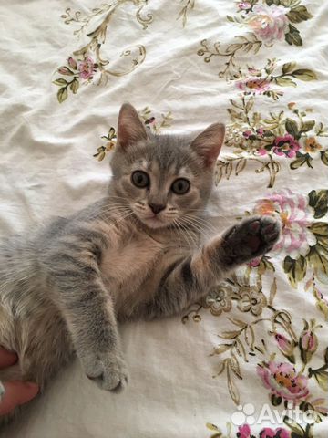 Котенок метис Британской