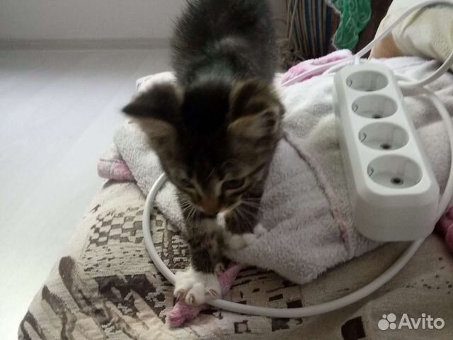 Нашелся котенок