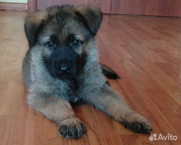 Озорной щенок немецкой овчарки